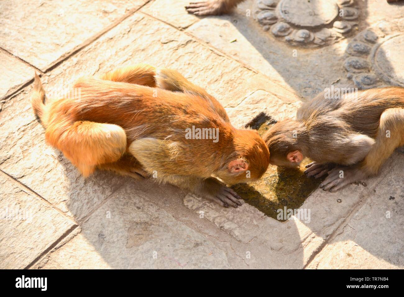 Cute monkey drinking hi-res stock photography and images - Alamy