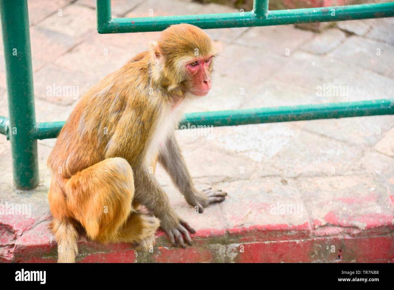 Sitting monkey hi-res stock photography and images - Alamy