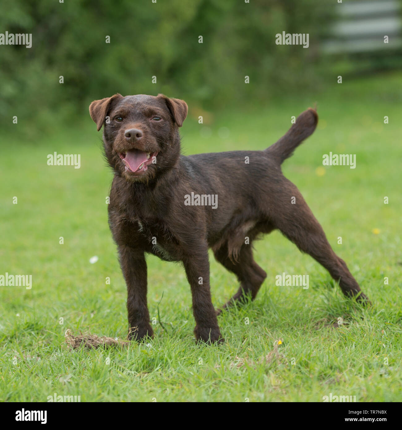 Hunt terrier hi-res stock photography and images - Alamy