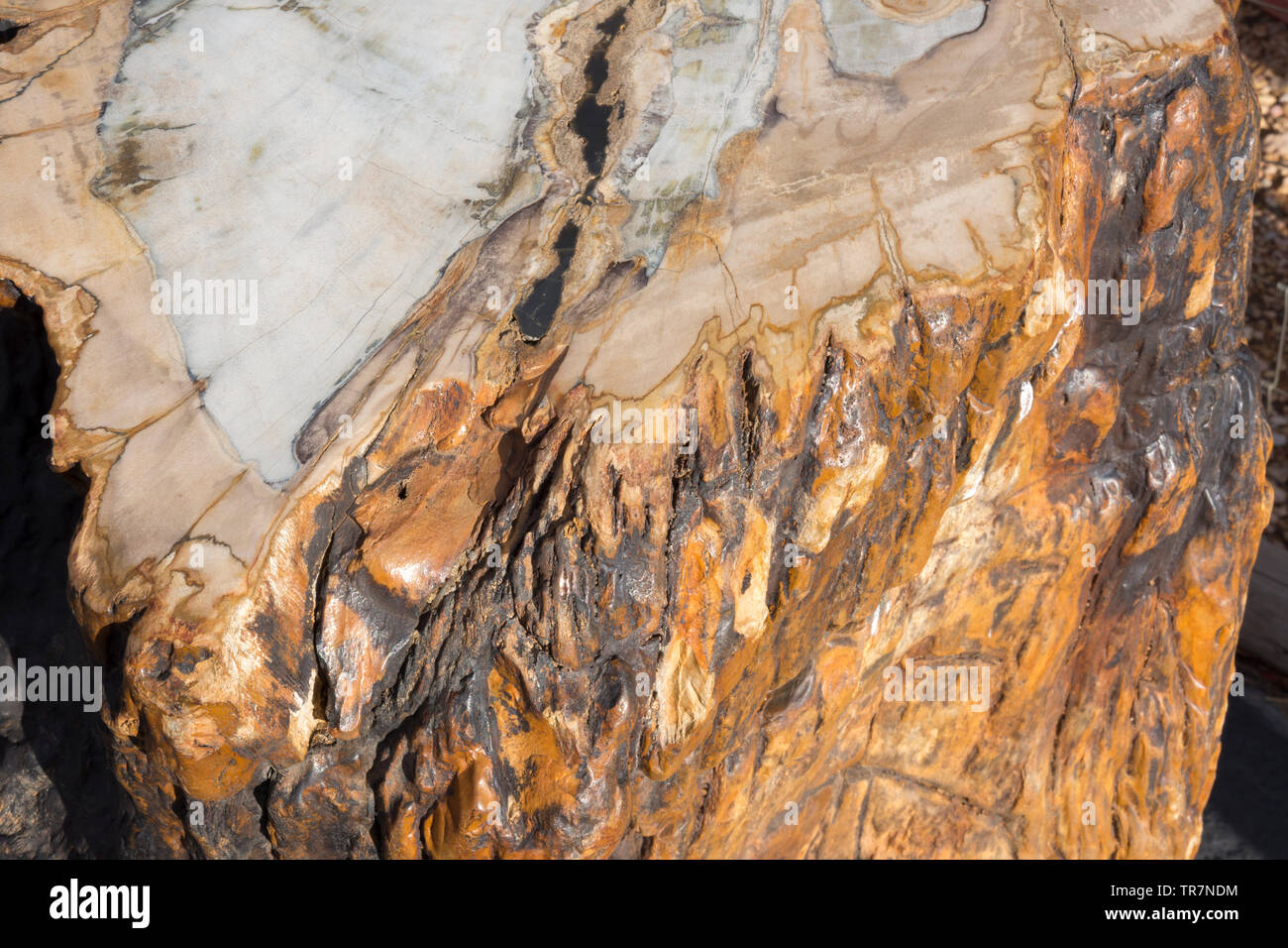petrified and polished fossil trees at bryce canyon Stock Photo - Alamy