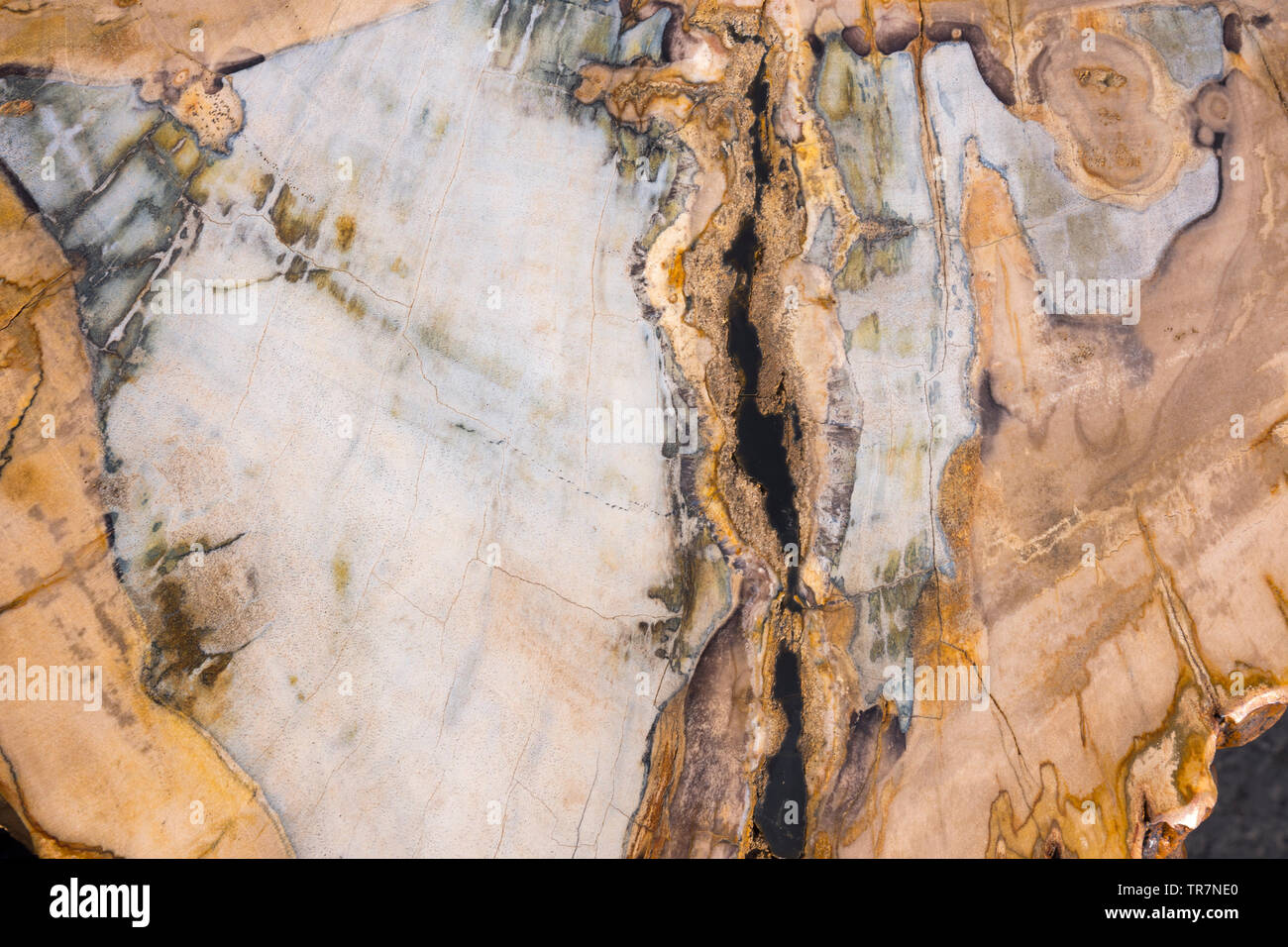 petrified and polished fossil trees at bryce canyon Stock Photo - Alamy