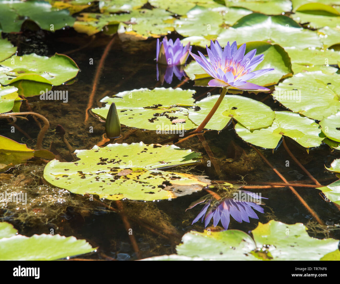 Close-up of flowering lotus plants floating on an outdoor pond on a ...