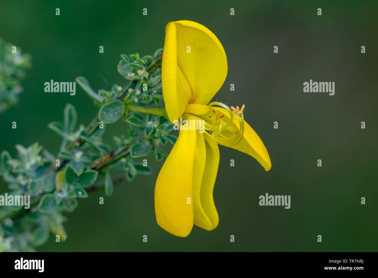 Broom flower hi-res stock photography and images - Alamy