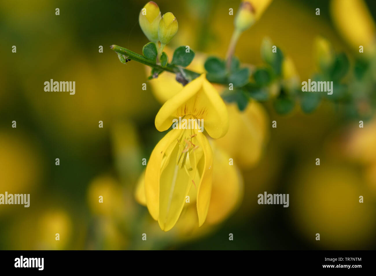 Macro close up of a yellow broom (genista) flower with many details ...