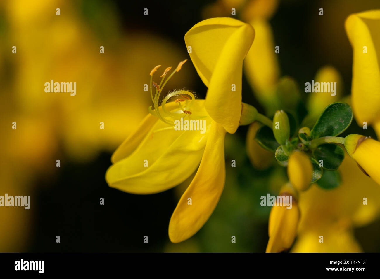 Macro close up of a yellow broom (genista) flower with many details ...
