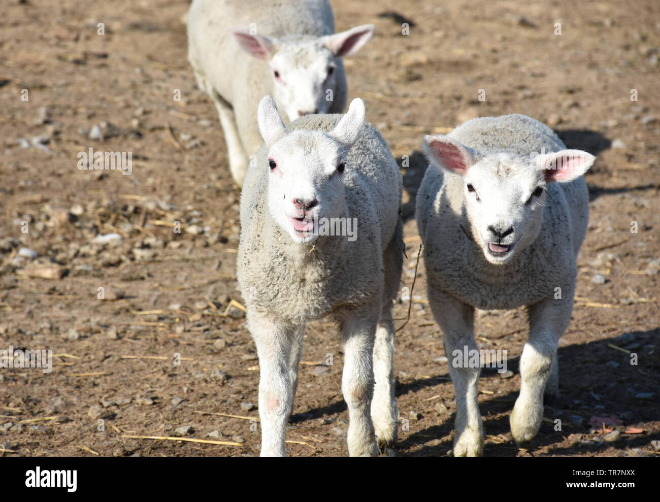 Ram Bleating High Resolution Stock Photography and Images - Alamy