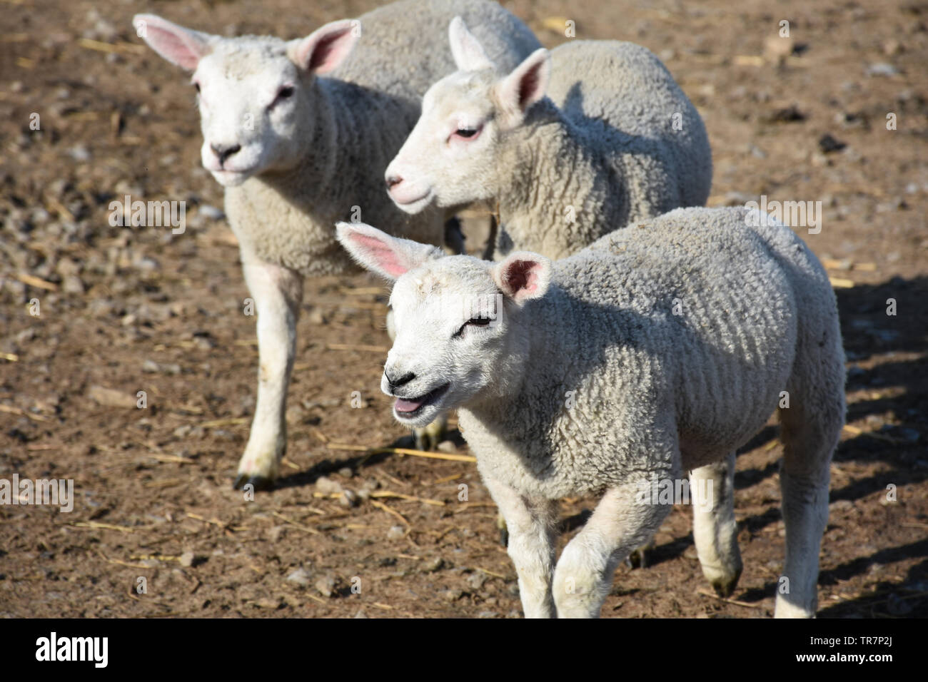 Ram Bleating High Resolution Stock Photography and Images - Alamy