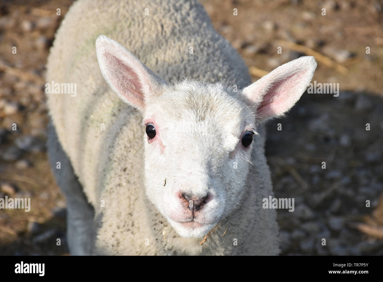Cheviot sheep lamb lambs hi-res stock photography and images - Alamy