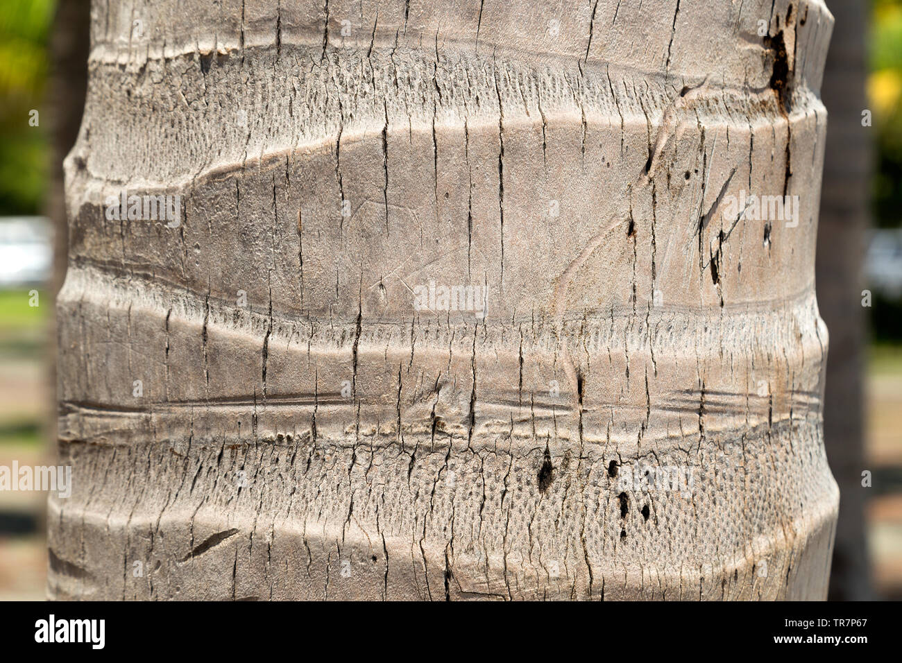 Palm Tree Texture Seamless