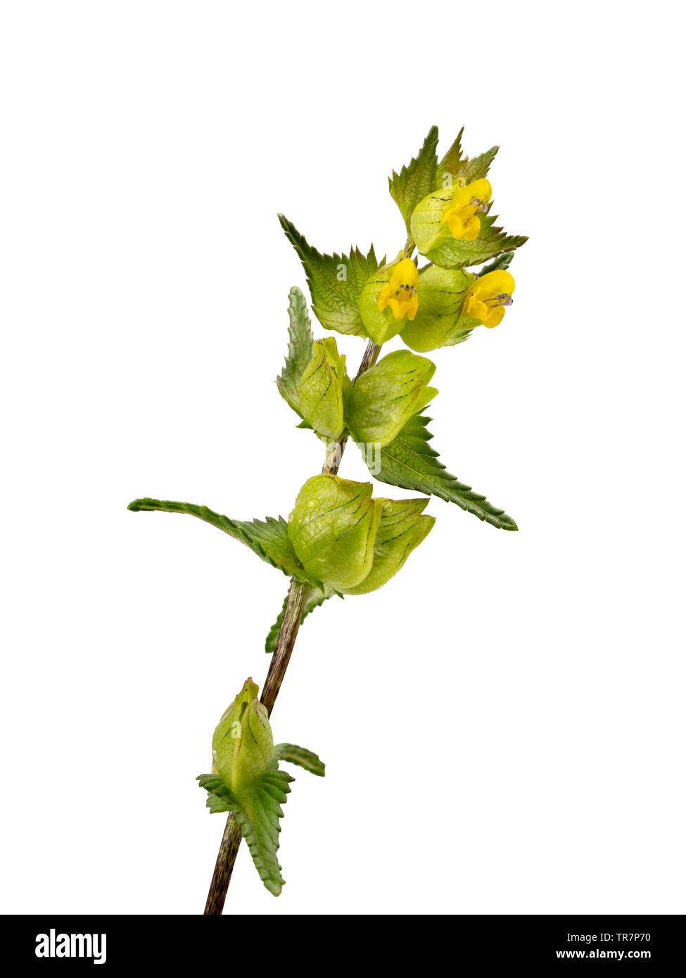 Flower spike of the annual hemiparasite UK wildflower, Rhinanthus minor ...