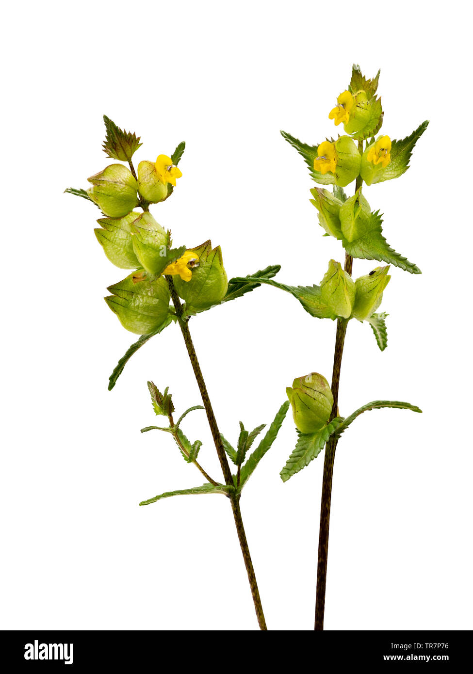 Flower spikes of the annual hemiparasite UK wildflower, Rhinanthus ...