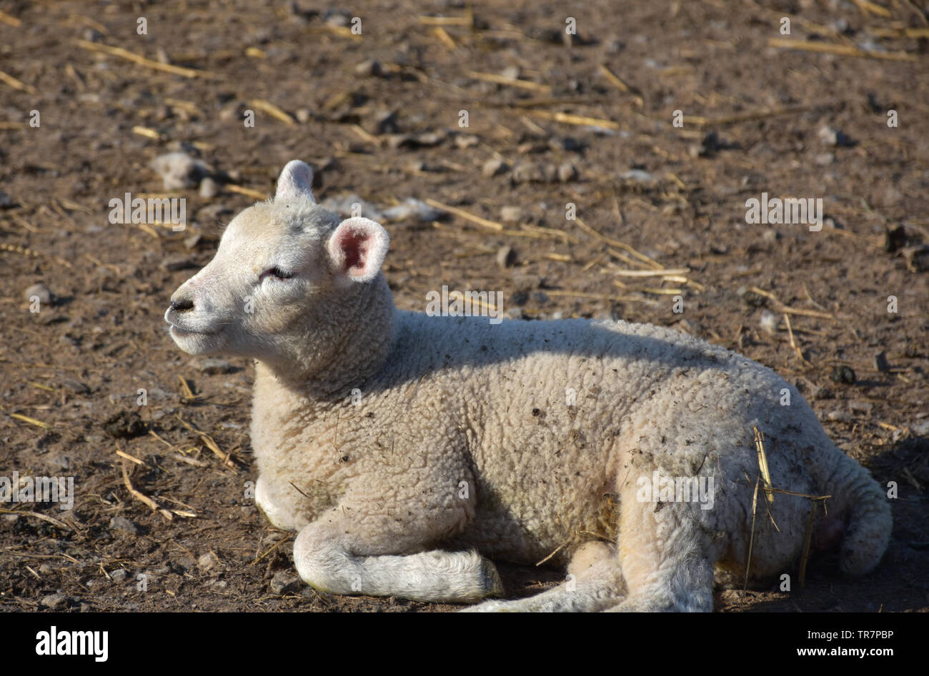 Cheviot ewes with lambs in hi-res stock photography and images - Alamy