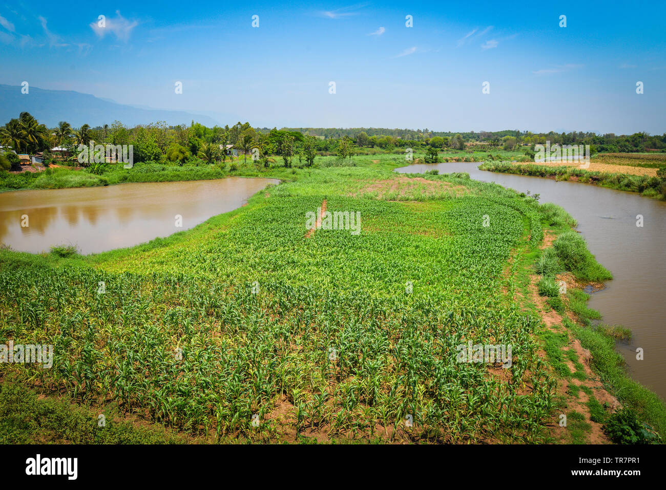 River landscape agricultural planting green corn field on riverside ...