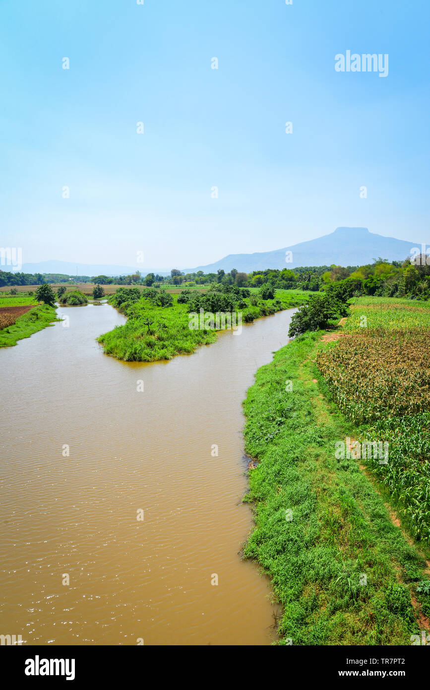 River landscape agricultural planting green corn field on riverside ...