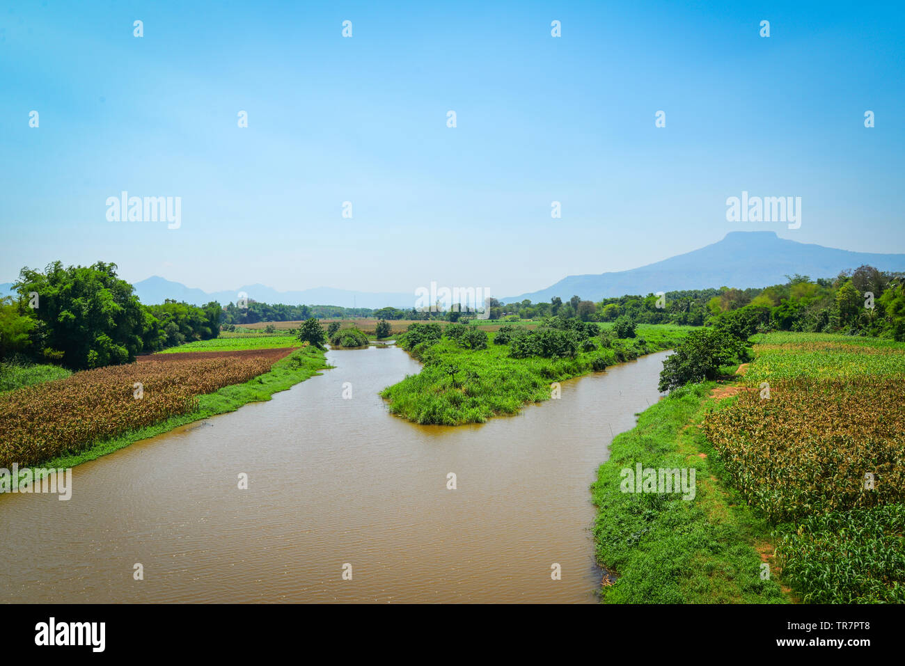 River landscape agricultural planting green corn field on riverside ...