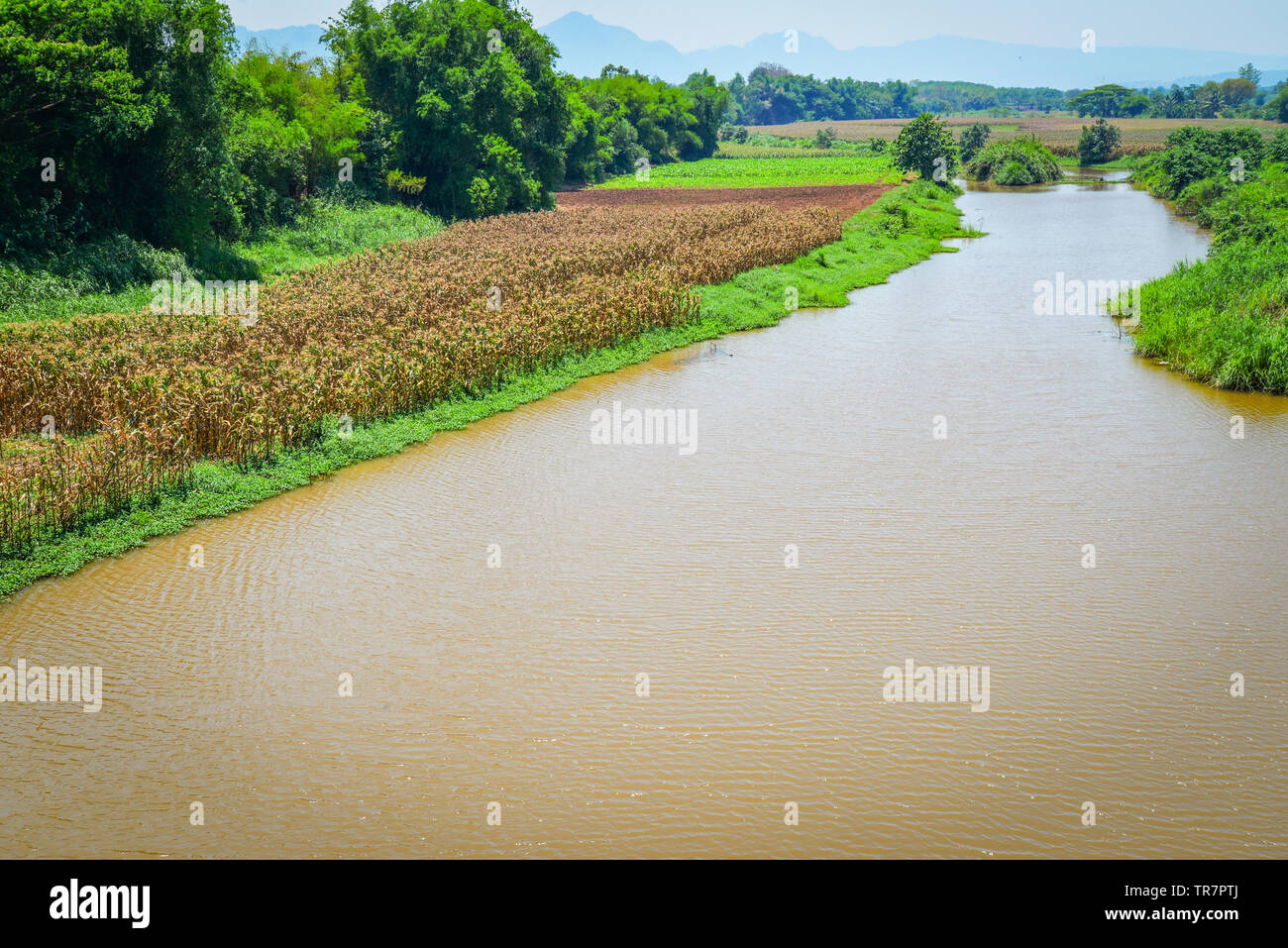 River landscape agricultural planting green corn field on riverside ...