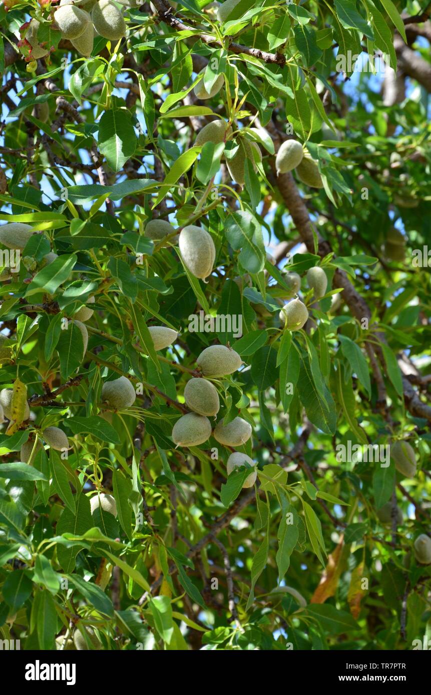 Almond tree in the garden Stock Photo - Alamy