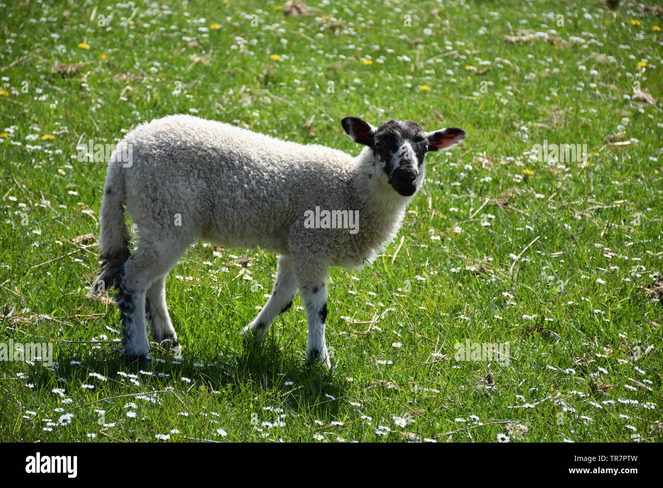Beulah speckled face sheep hi-res stock photography and images - Alamy