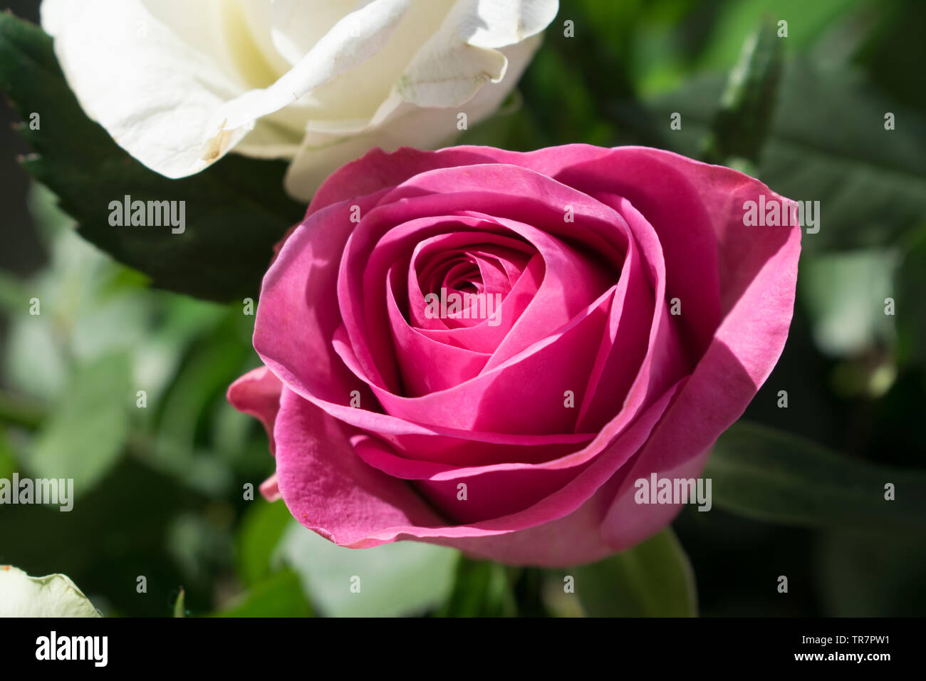 Pink rose close hi-res stock photography and images - Alamy