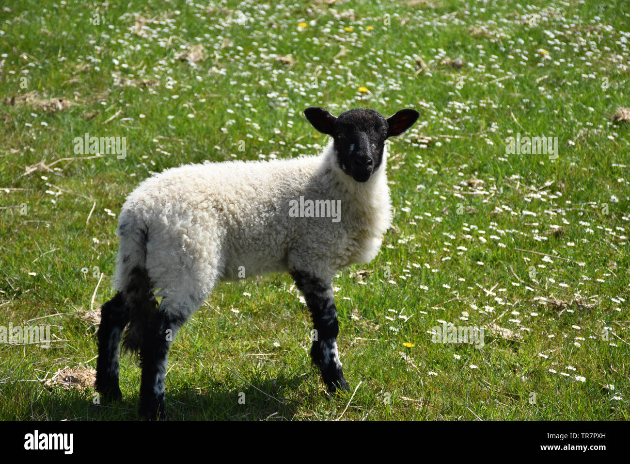 Frolicking lamb hi-res stock photography and images - Alamy