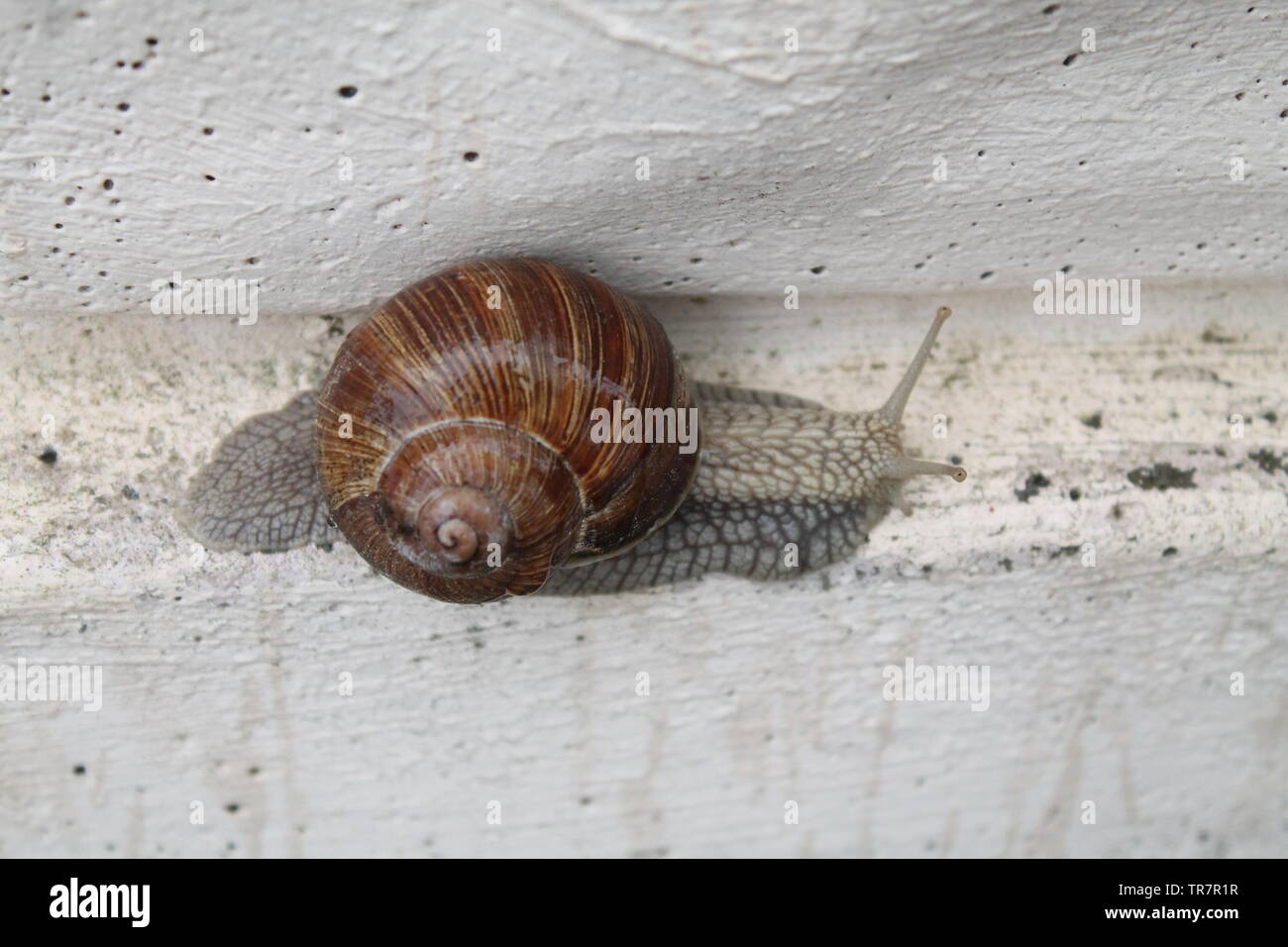 big garden snail with brown shell on back travel on white wall Stock ...