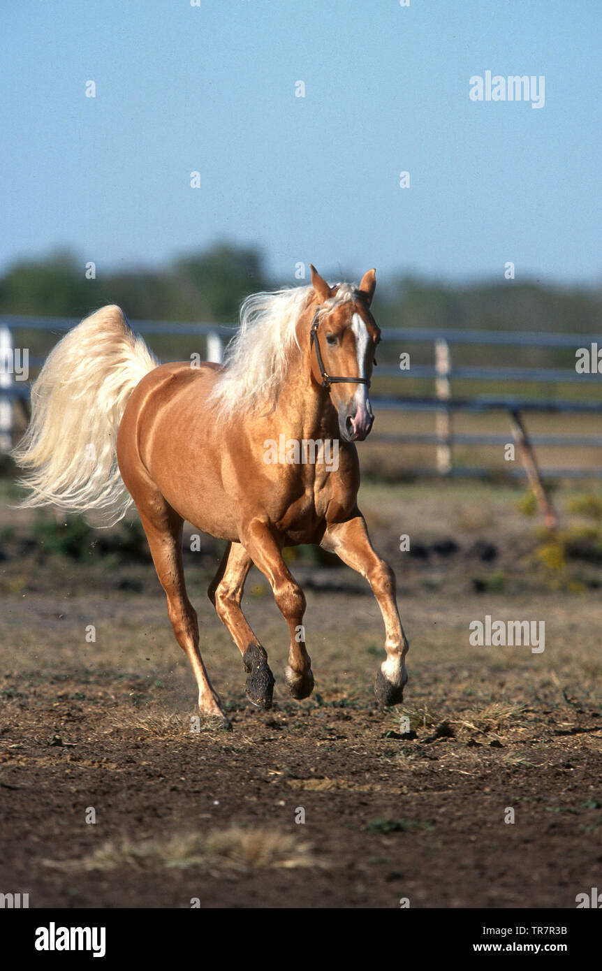 Tennessee Walker Stock Photos & Tennessee Walker Stock Images - Alamy