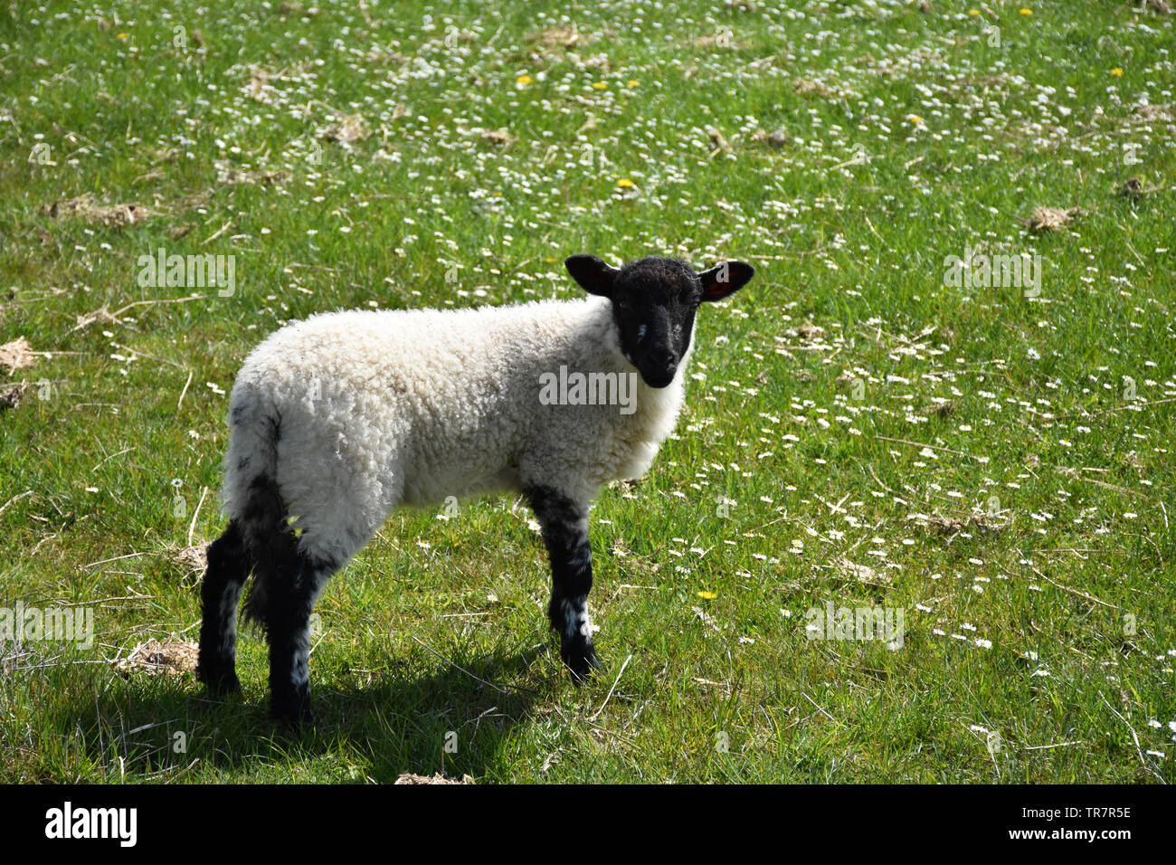 Farm with a cute black faced suffolk lamb in a grass field Stock Photo ...