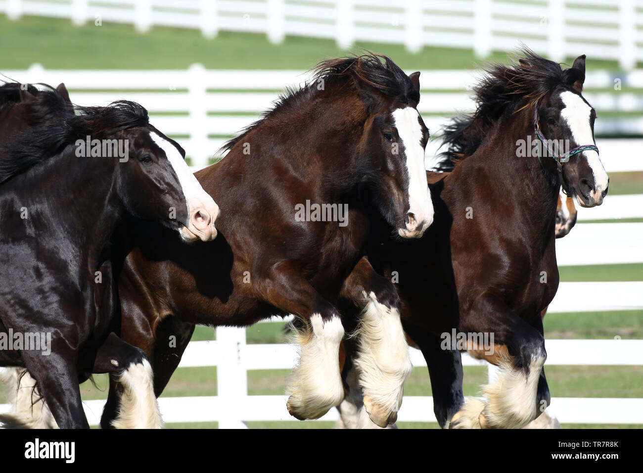 Bay shire horse hi-res stock photography and images - Alamy
