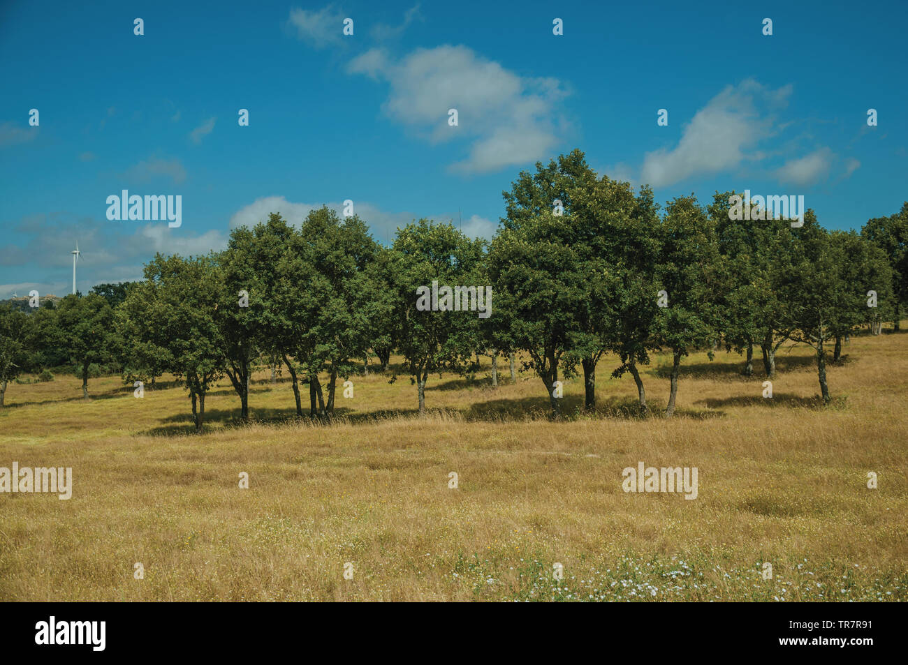 Rural landscape with green trees on a farm field covered by dry bushes ...