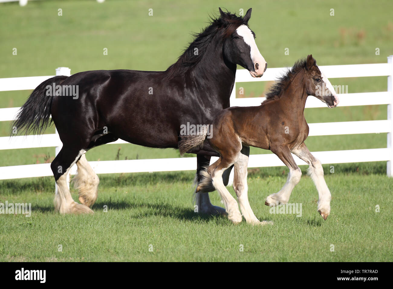 Bay shire horse hi-res stock photography and images - Alamy