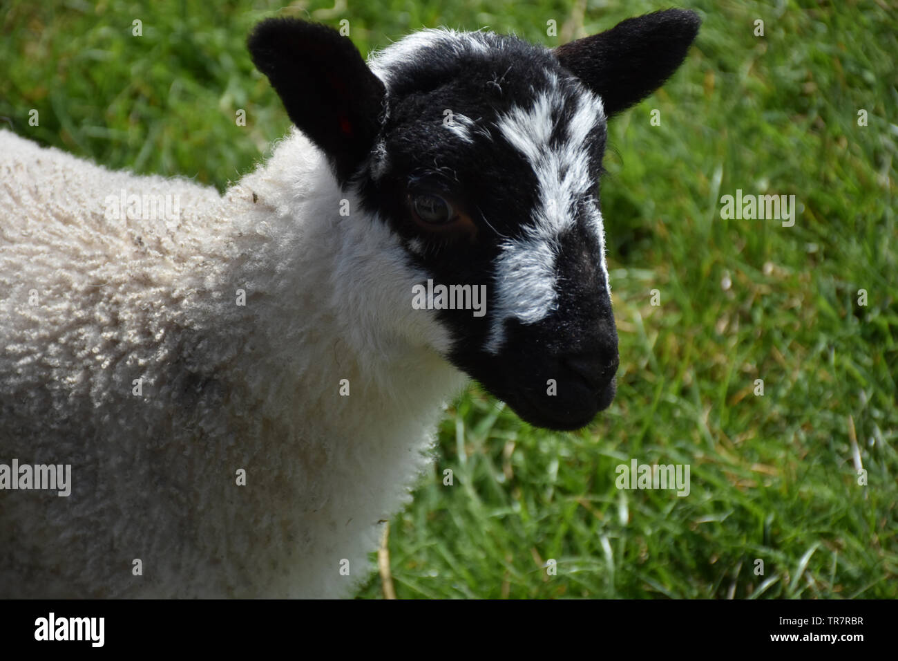Beulah Sheep High Resolution Stock Photography and Images - Alamy