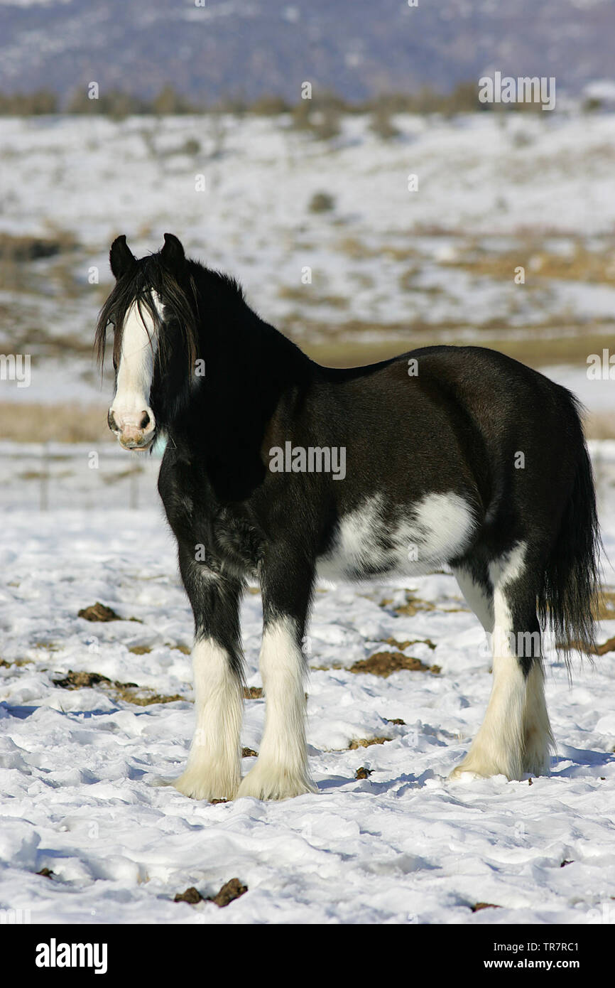 Bay shire horse hi-res stock photography and images - Alamy