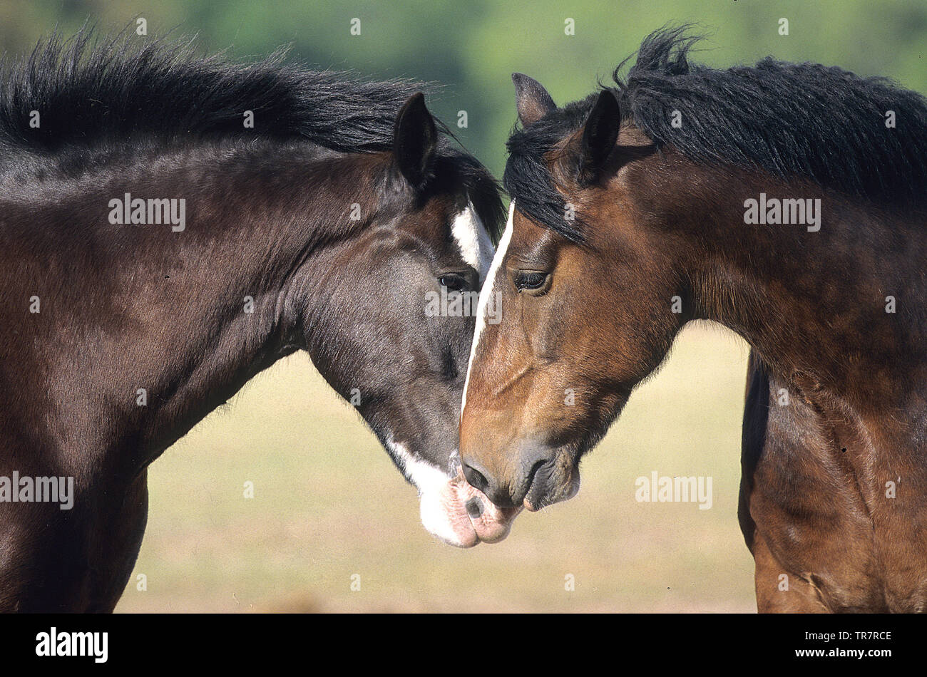 Bay shire horse hi-res stock photography and images - Alamy