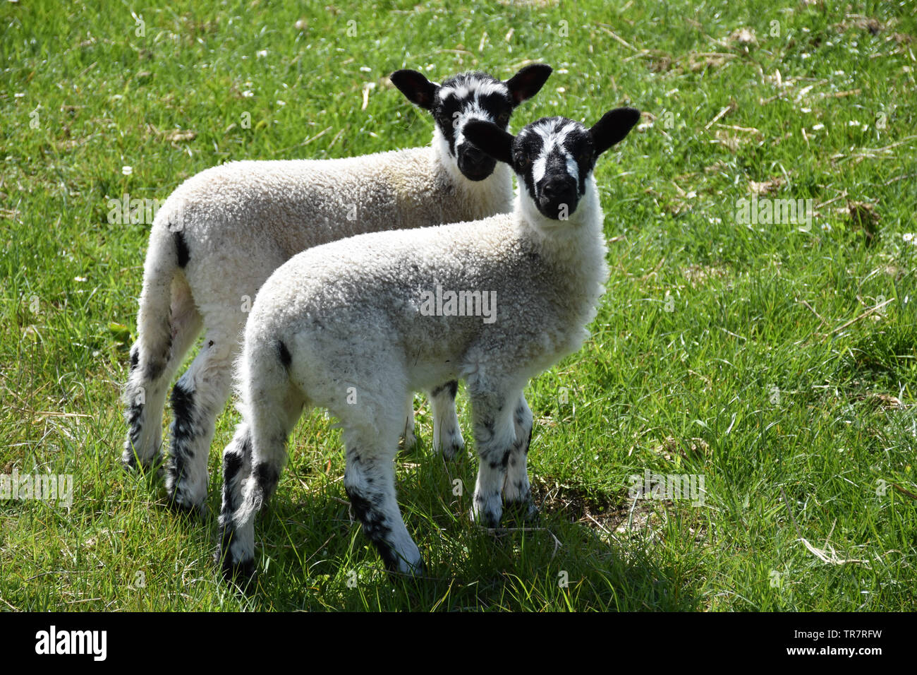 Beulah speckled face sheep hi-res stock photography and images - Alamy