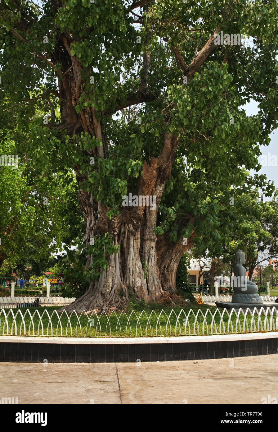 Old tree at Wat Botum park in Phnom Penh. Cambodia Stock Photo - Alamy