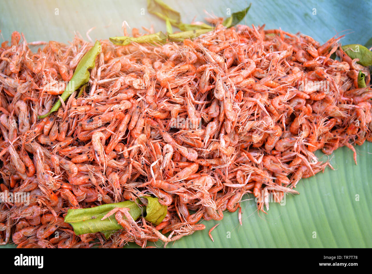 Small shrimps fried Crispy with Seasoning bergamot leaf - Freshwater ...