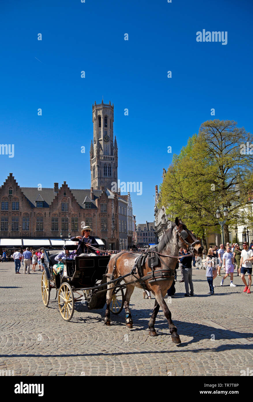 Bruges, horse and carriage sightseeing city tour, Belgium, Europe Stock ...