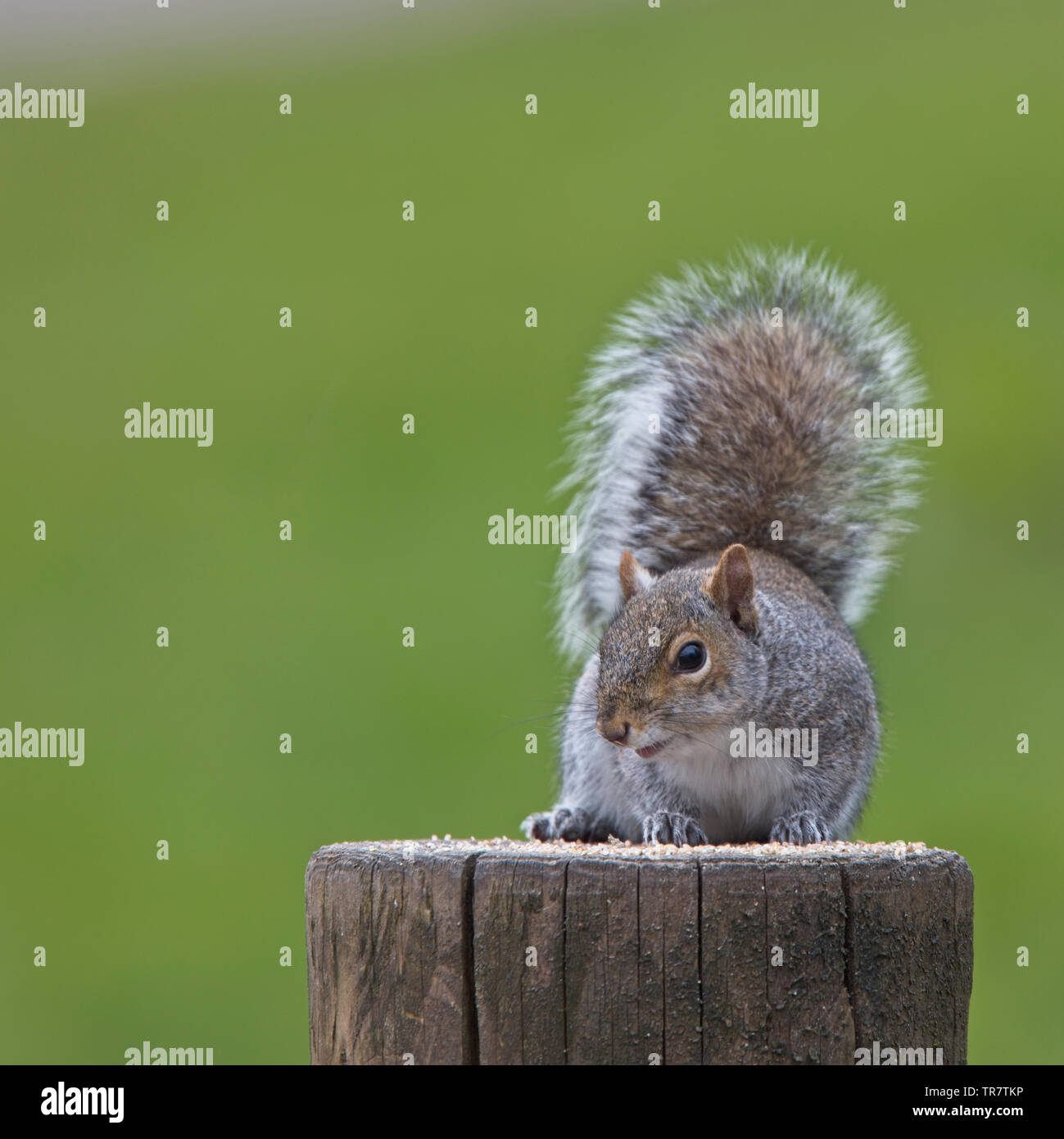Grey Squirrel (Sciurus carolinensis), Quantock Hills, Somerset, England ...