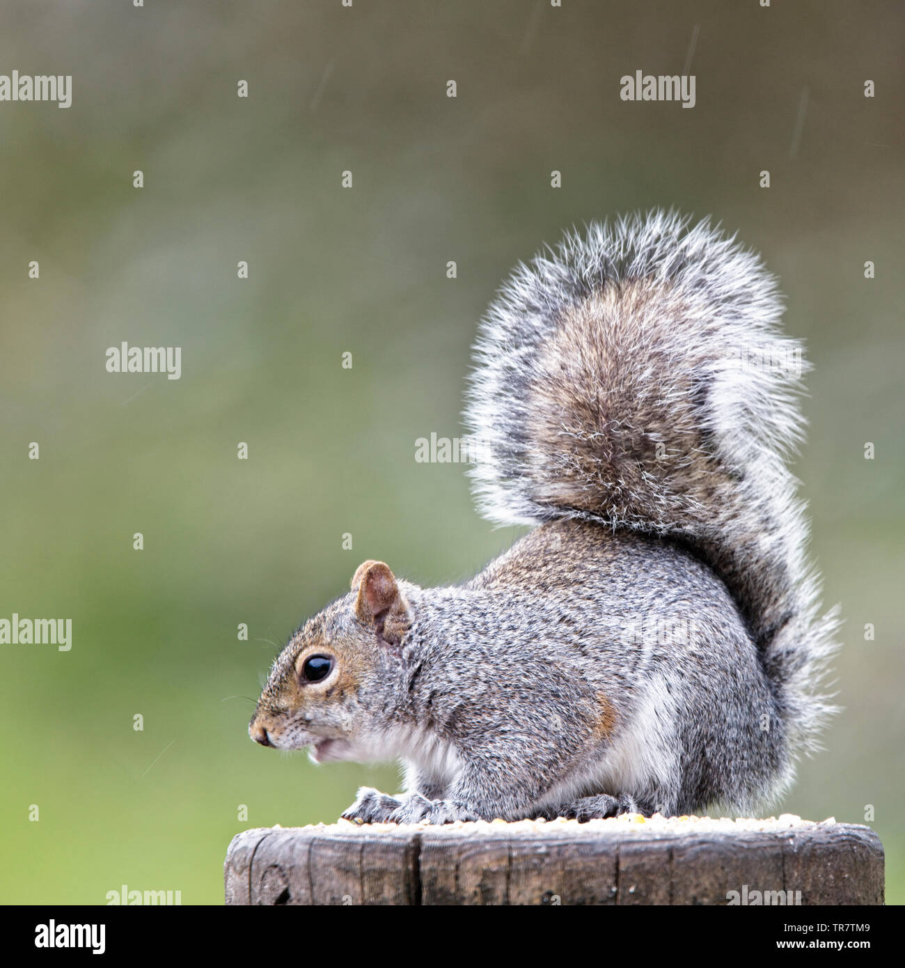 Grey Squirrel (Sciurus carolinensis), Quantock Hills, Somerset, England ...