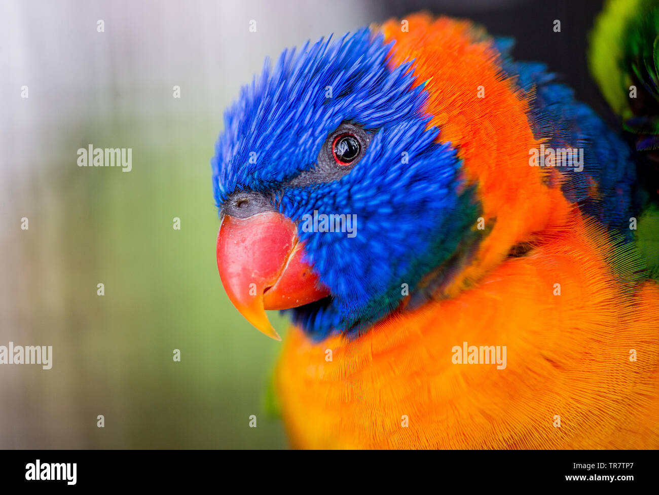 Parrot feathers close up hi-res stock photography and images - Alamy