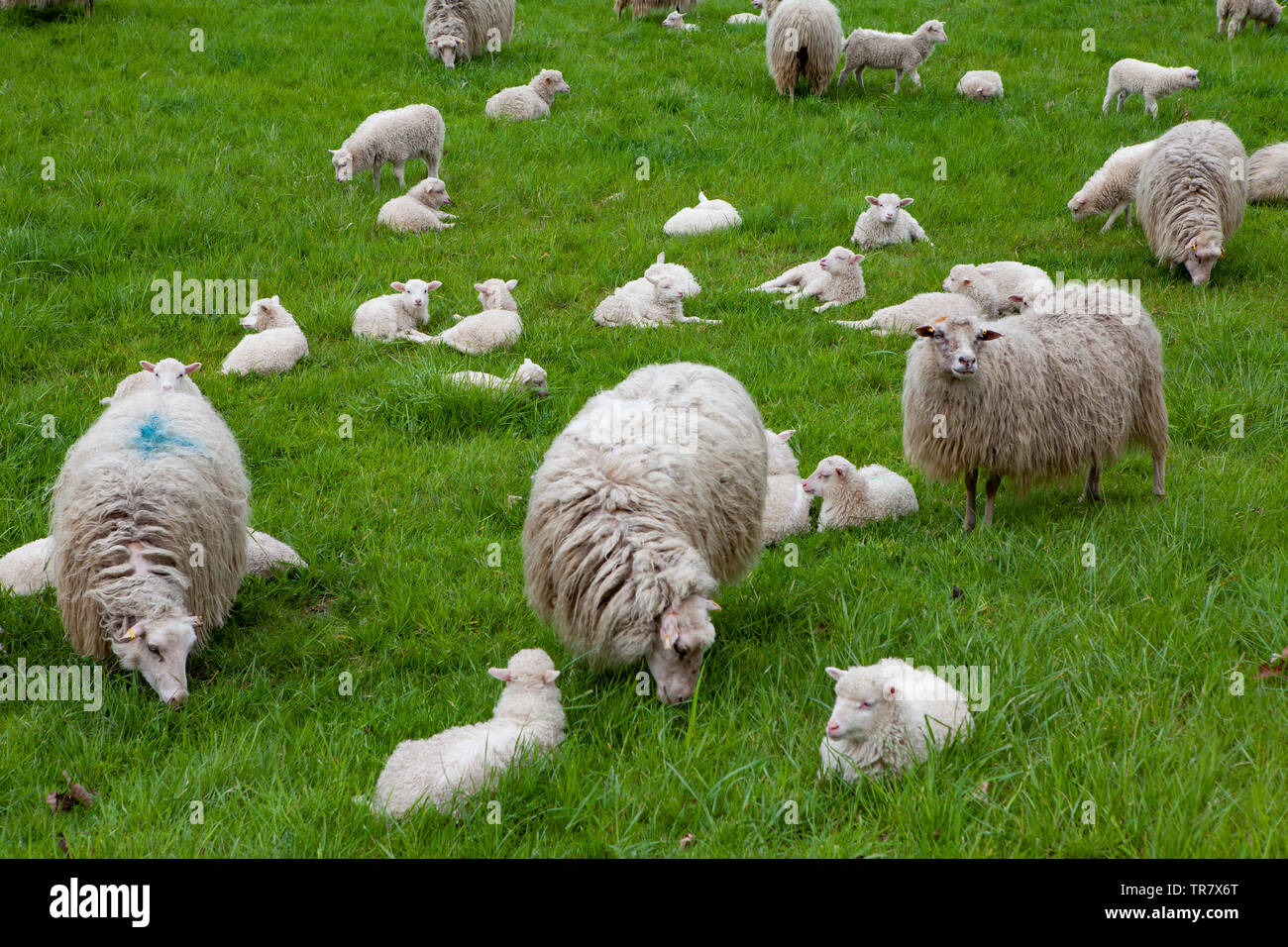 Weisse schafe hi-res stock photography and images - Alamy