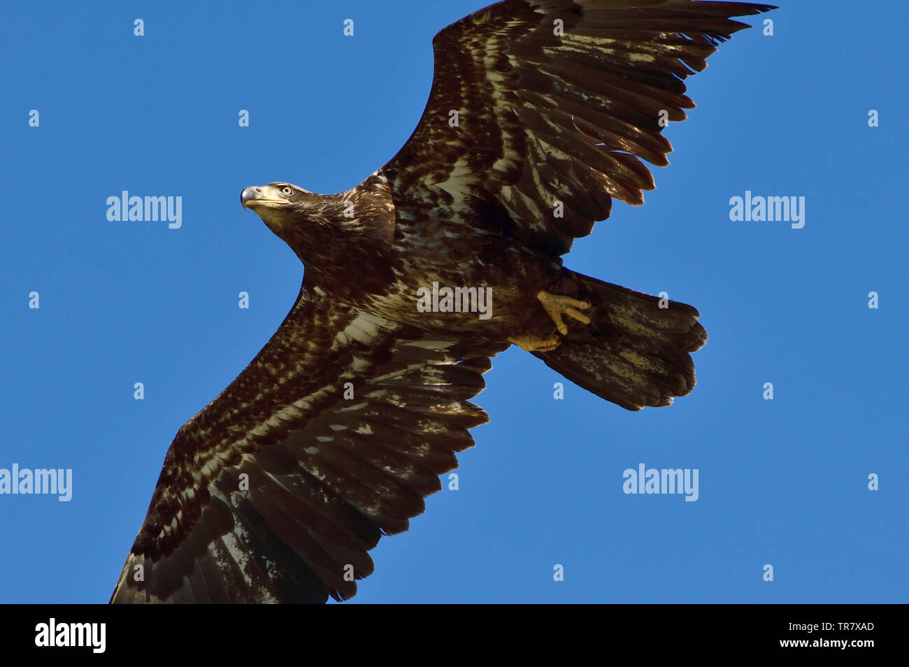 Bald eagle majestic flying hi-res stock photography and images - Alamy