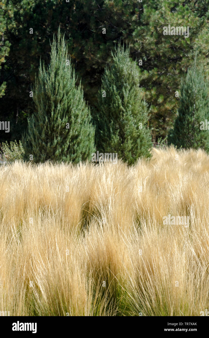 Abstract dried yellow ornamental grasses blowing in the wind background ...