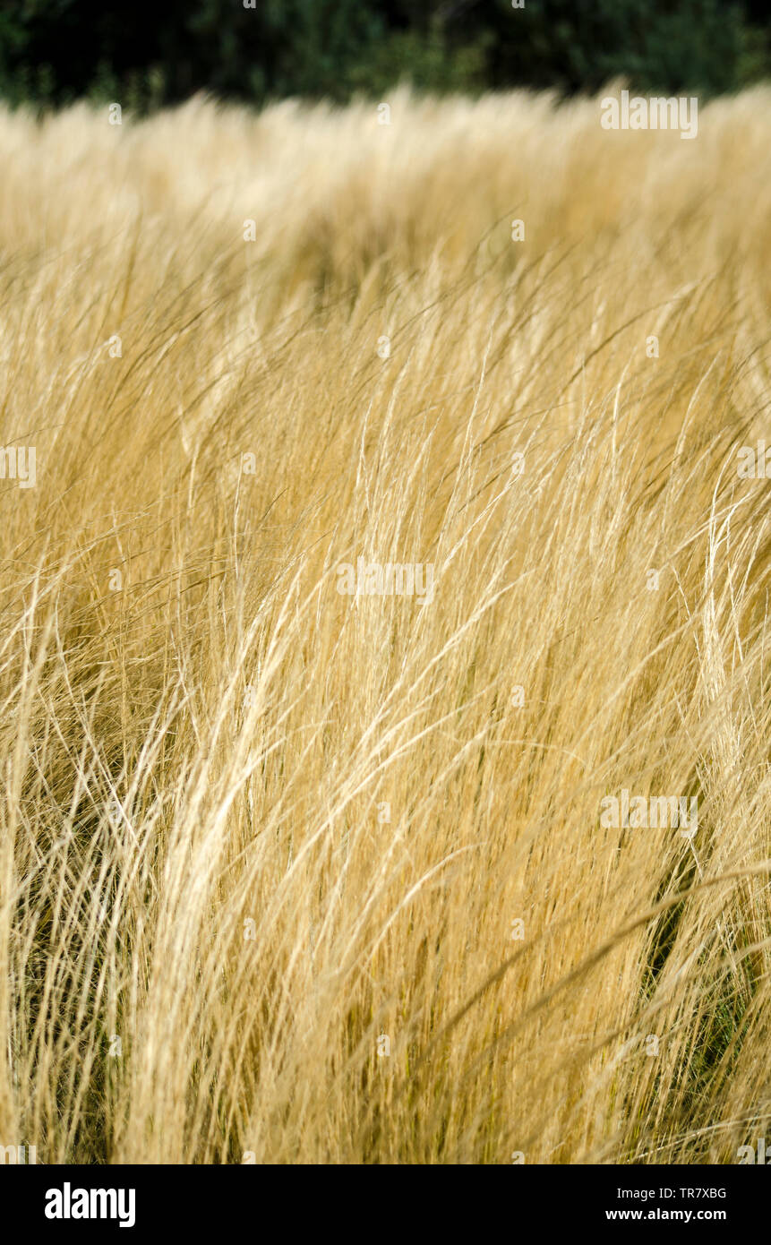 Abstract dried yellow ornamental grasses blowing in the wind background ...