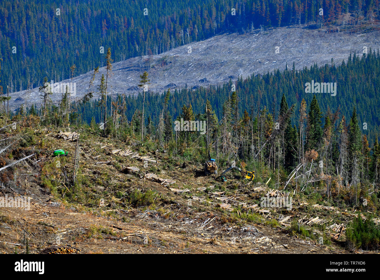 Logging industry canada logs hi-res stock photography and images - Alamy