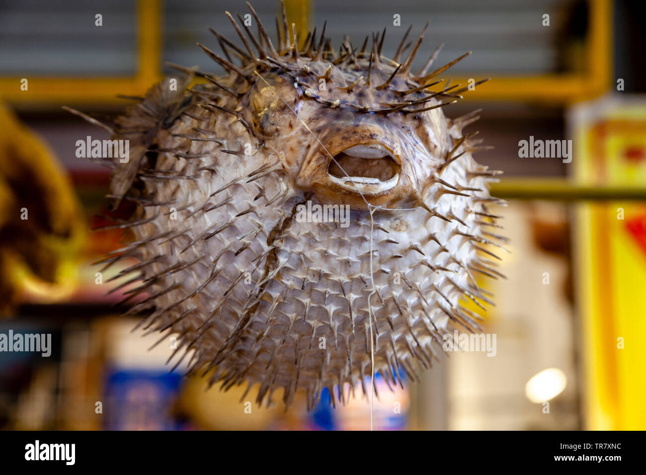 Dried Puffer Fish High Resolution Stock Photography and Images - Alamy