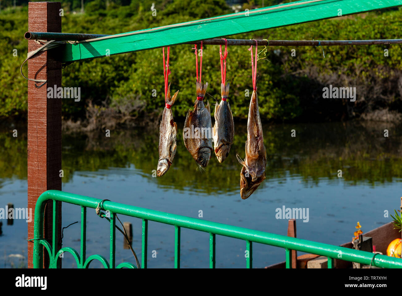 Fish Drying In The Sun Outside A House, Tai O Fishing Village, Hong ...