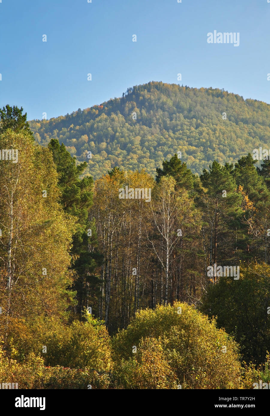 Landscape near Manzherok village. Altai Republic. Russia Stock Photo ...
