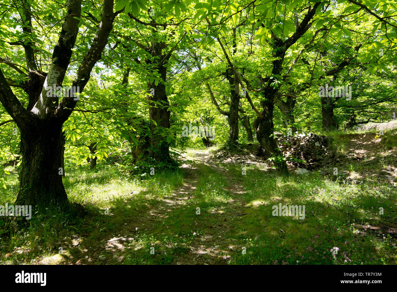 chestnut tree plantation near Naves in the Ardeche in France Stock ...