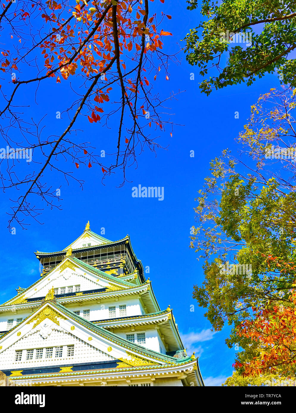 Autumn ginkgo osaka castle osaka hi-res stock photography and images ...